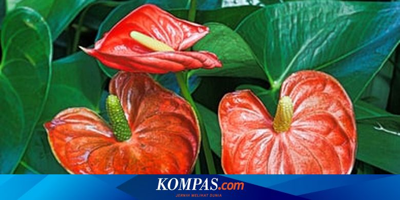 5 Tanaman Daun Berbentuk Hati untuk Inspirasi Kado Orang Terkasih