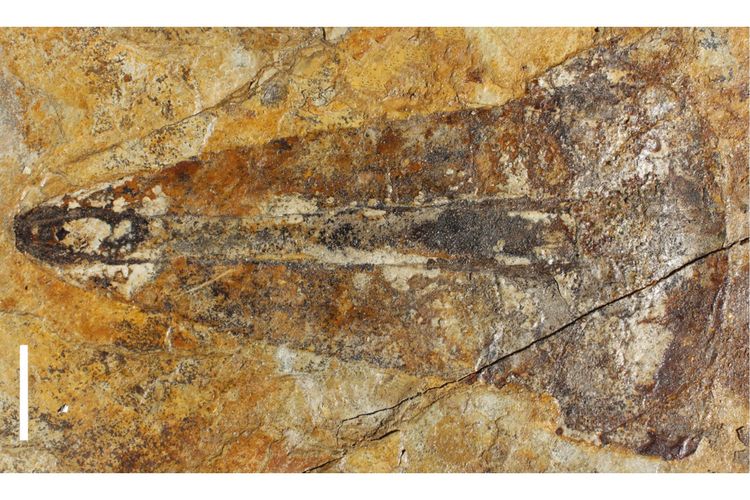 Seperti Apa Kalajengking Laut Raksasa yang Ditemukan di New Mexico?