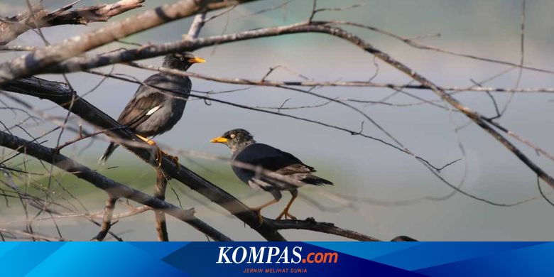 Pertama Kali, Burung Kerak Perut-pucat Ditemukan di Danau Limboto