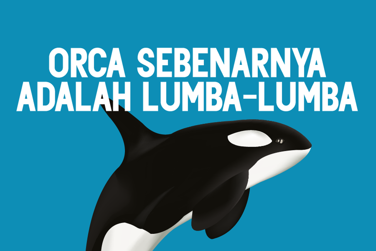INFOGRAFIK: Dikenal sebagai Paus Pembunuh, Orca Masuk Keluarga Lumba-lumba