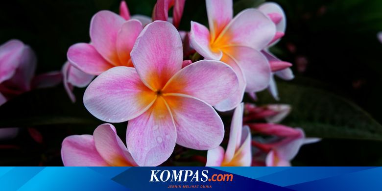 Alasan Bunga Kamboja Terkesan Mistis dan Jadi Simbol Kematian