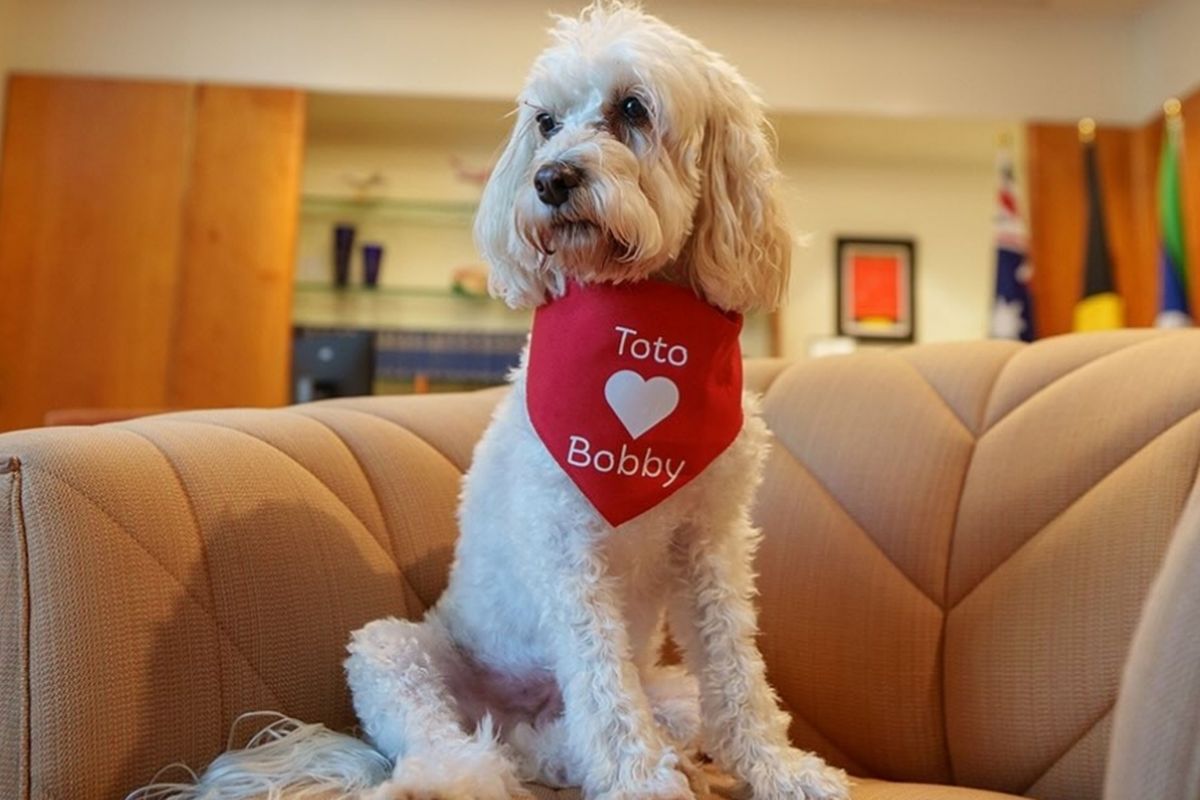 Toto Loves Bobby Kertanegara, Kenalan dengan Anjing Perdana Menteri Australia