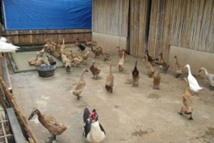 Yuk, Ajak Si Kecil "Kursus" Jadi Petani