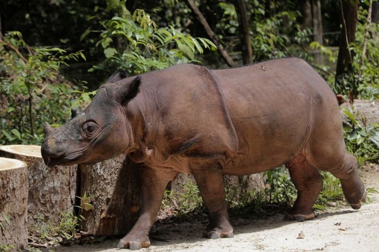 Harapan, Badak Sumatera Berusia 10 Tahun Pulang dari AS ke Way Kambas