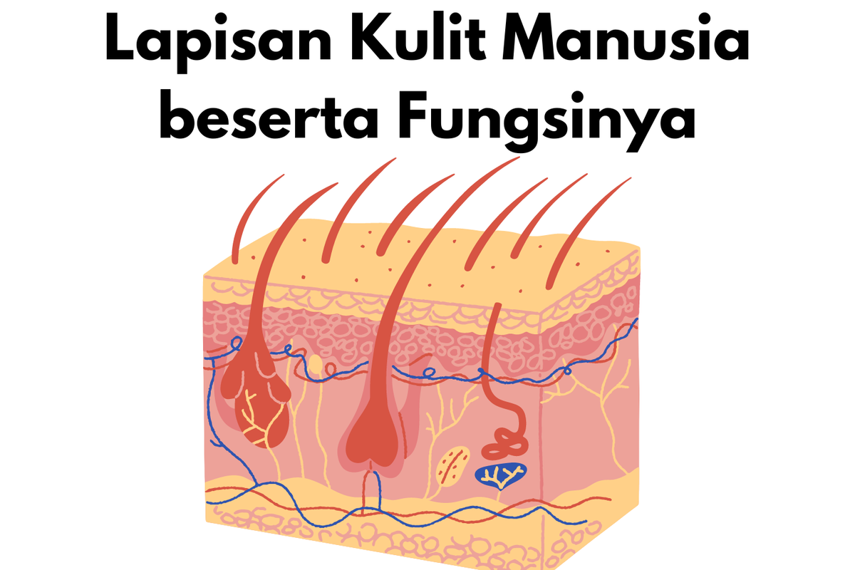 Mengenal Lapisan Kulit beserta Fungsinya