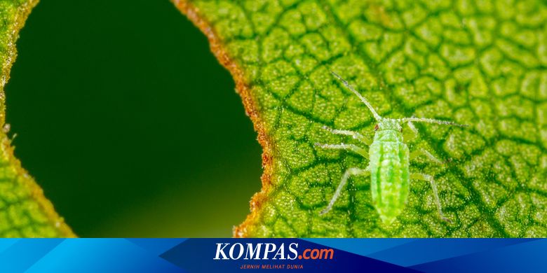 Hama Kecil Ini Dapat Merusak Tanaman