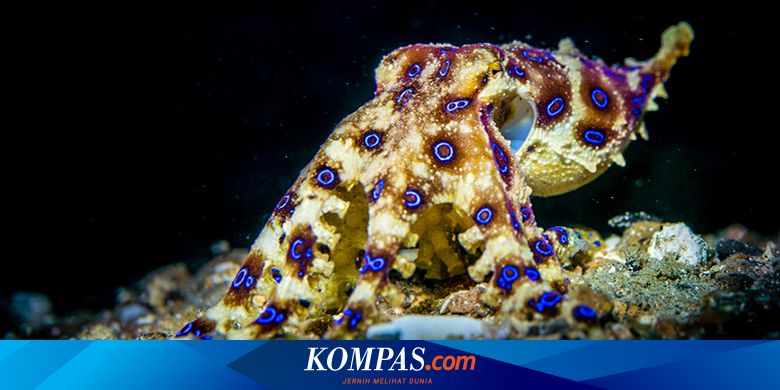 4 Hewan Air Berbahaya yang Perlu Diwaspadai saat Liburan ke Australia