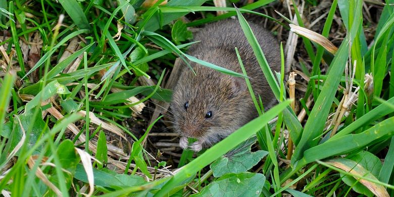 3 Teknik Pengendalian Tikus Secara Kimiawi