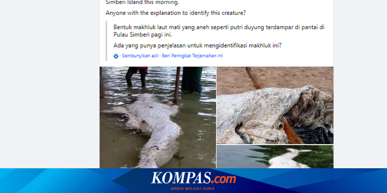 Segumpal Daging Busuk Mirip Putri Duyung Terdampar di Papua Nugini ...