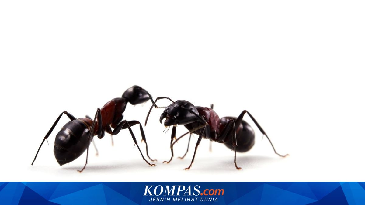 12 Cara Mengusir Semut dengan Bahan Rumahan