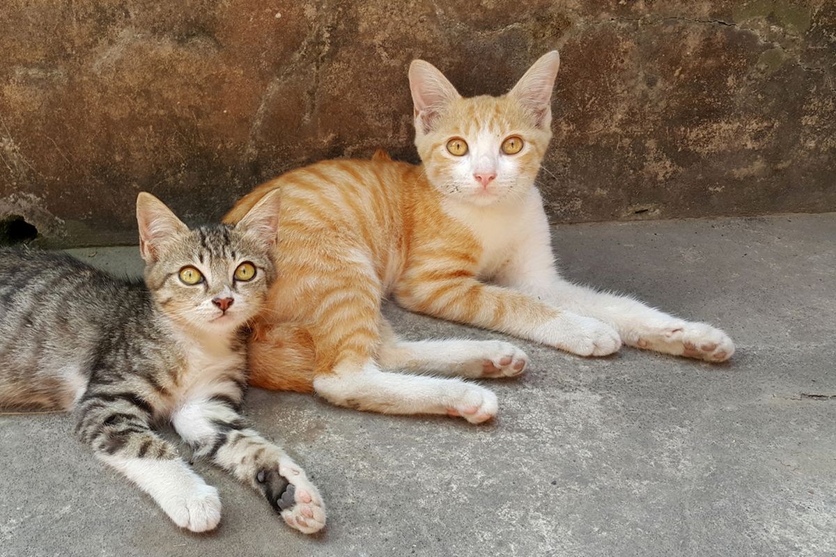 6 Faktor yang Mempengaruhi Pertumbuhan Kucing, Apa Saja?