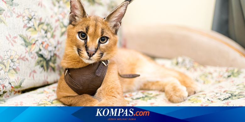 8 Fakta Menarik Kucing Caracal, Pemburu Andal dan Terancam Punah