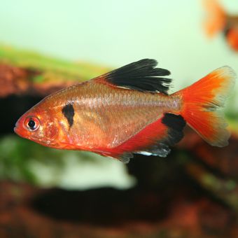 5 Jenis Ikan Neon Tetra yang Cocok Dipelihara Pemula