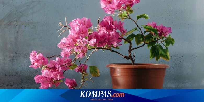 Cara Merawat Tanaman Bunga Kertas di Dalam Ruangan