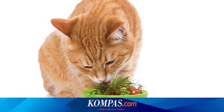 Bolehkah Kucing Makan Sayur? Berikut Penjelasannya