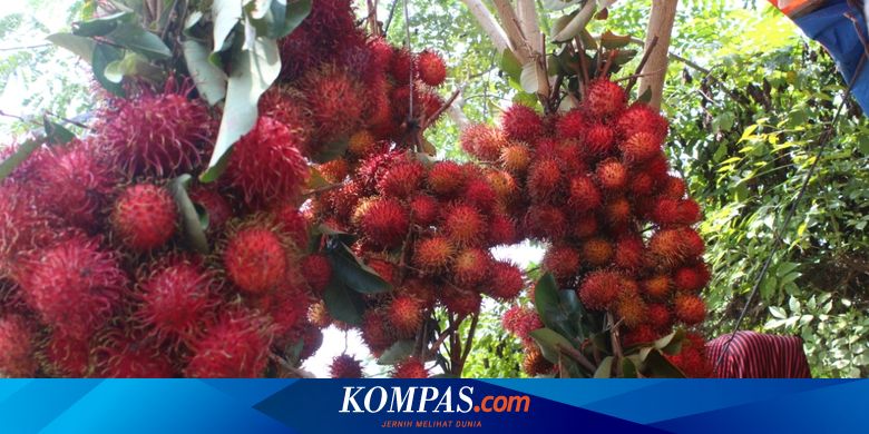 Manisnya Rambutan Aceh Sepanjang Musim…