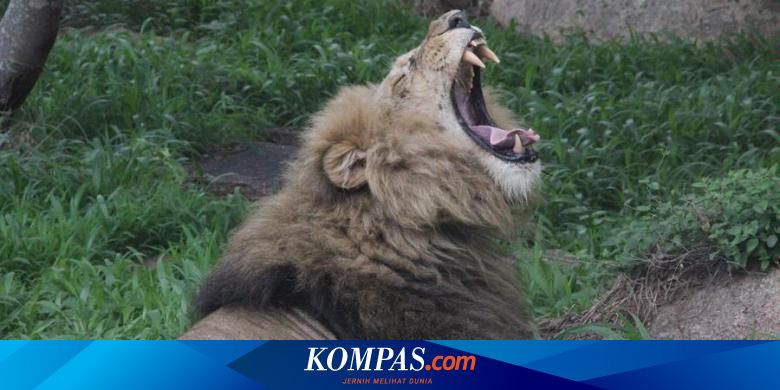 Polisi: Singa KBS Mati karena Ulah Sendiri