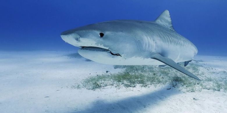 Pengertian Hewan Kanibal dan Contohnya