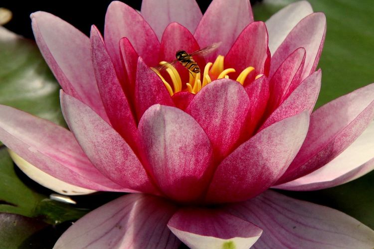 Asal Usul dan Arti Bunga Teratai, Dianggap Suci di Beberapa Budaya