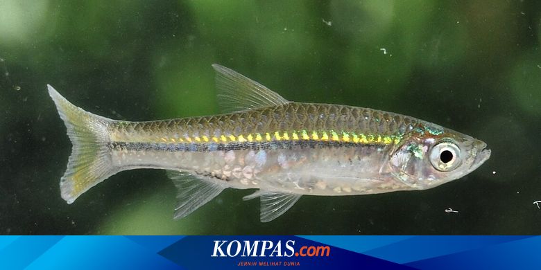Mengenal Ikan Wader Pari yang Berpotensi Terancam Punah