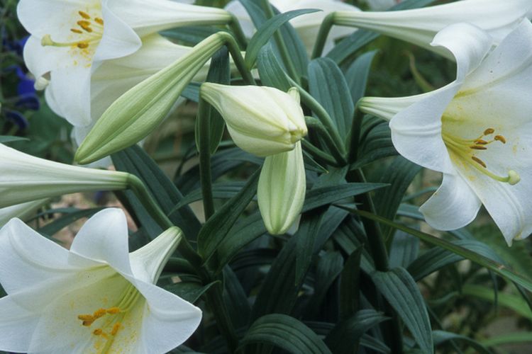 Mengenal Bunga Easter Lily, dari Sejarah, Jenis, hingga Waktu Mekar