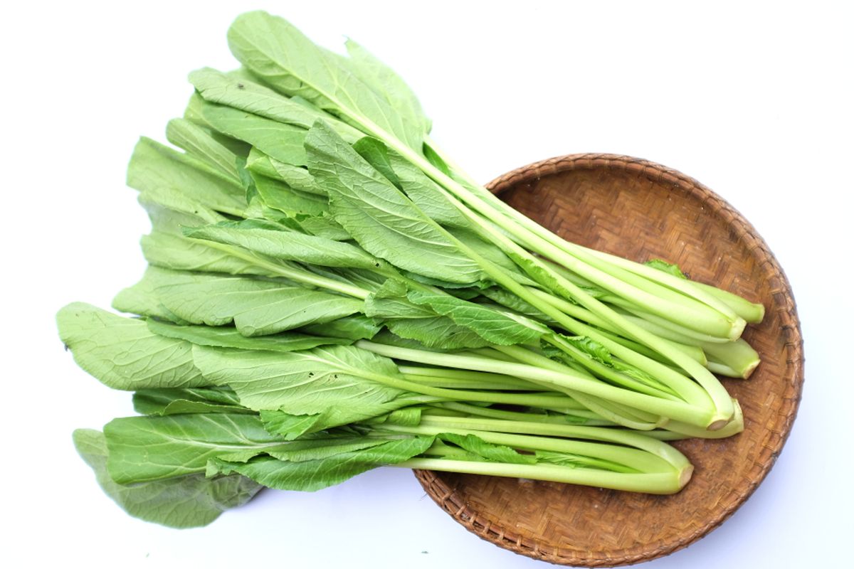 Cara Menanam Sawi Menggunakan Botol Plastik Bekas