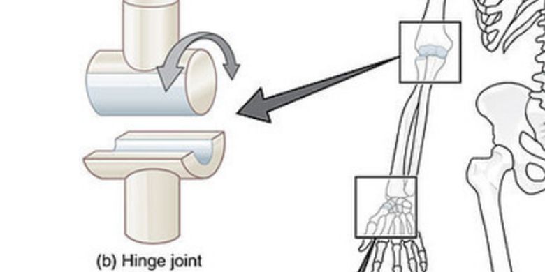 Sendi Engsel: Pengertian dan Contohnya