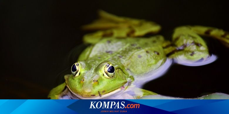 Bagaimana Katak Bisa Bernapas dan Minum Lewat Kulitnya?