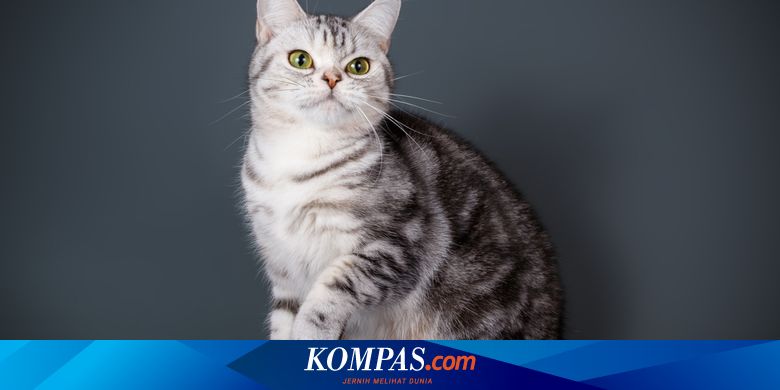 Mengenal 7 Jenis Kucing Shorthair Populer, Cocok untuk Pencinta Ras ...