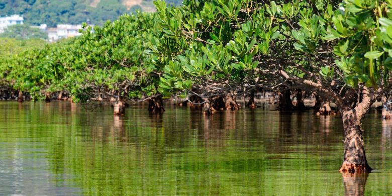 9 Jenis Hutan di Indonesia