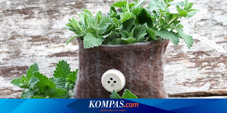 Cara Menanam Catnip di Rumah