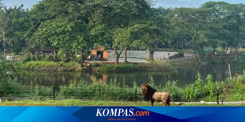 Cara Makan Bareng Singa di Makunde Resto Solo Safari