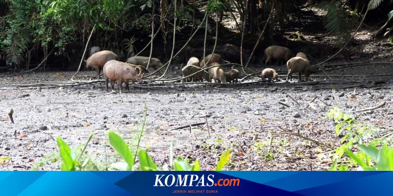Babi Rusa Beruntung Punya Hutan Nantu