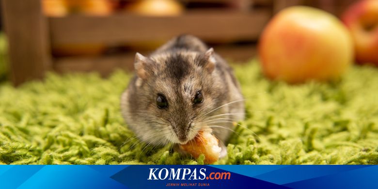 6 Makanan yang Mengundang Tikus Bersarang di Dapur