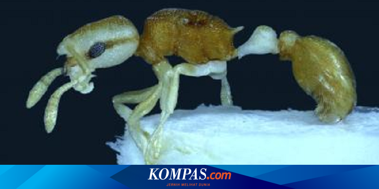 Semut Spesies Baru Punya Muka Mirip Bajak Laut