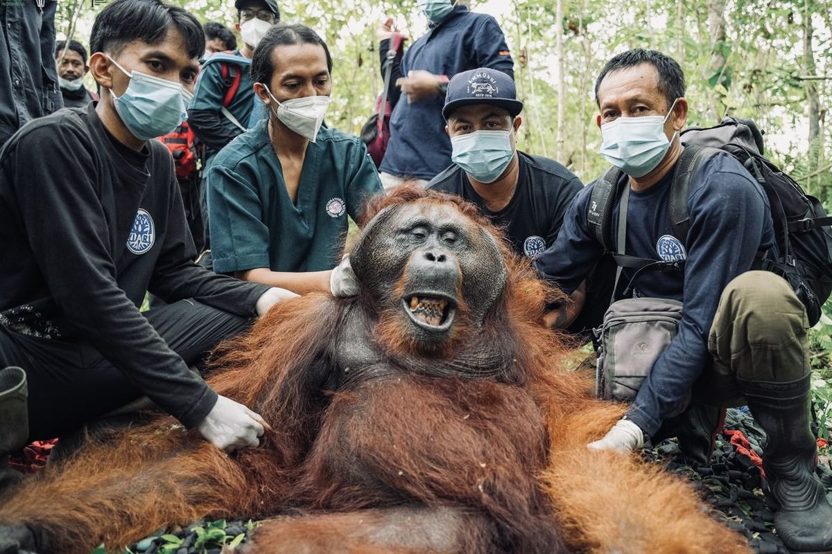 Orangutan Masuk Kebun Warga di Ketapang, Dipindahkan ke Hutan Lindung Gunung Tarak