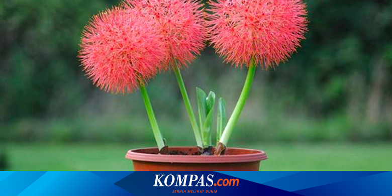 6 Fakta Tentang Si Cantik Bunga Desember