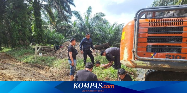 Hutan di Riau Kembali Dibabat untuk Kebun Sawit, 3 Pelaku Ditangkap