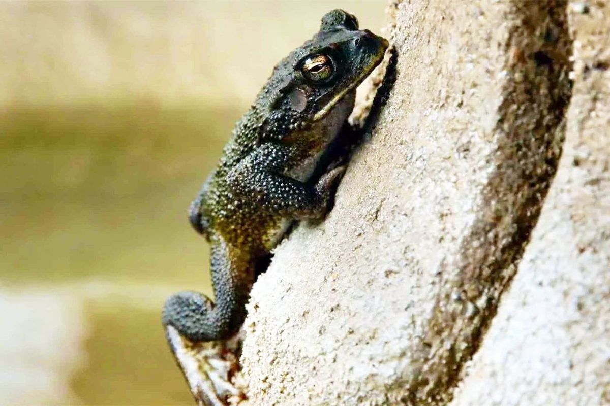 Kisah Katak Chernobyl yang Jadi Hitam demi Bertahan dari Radiasi