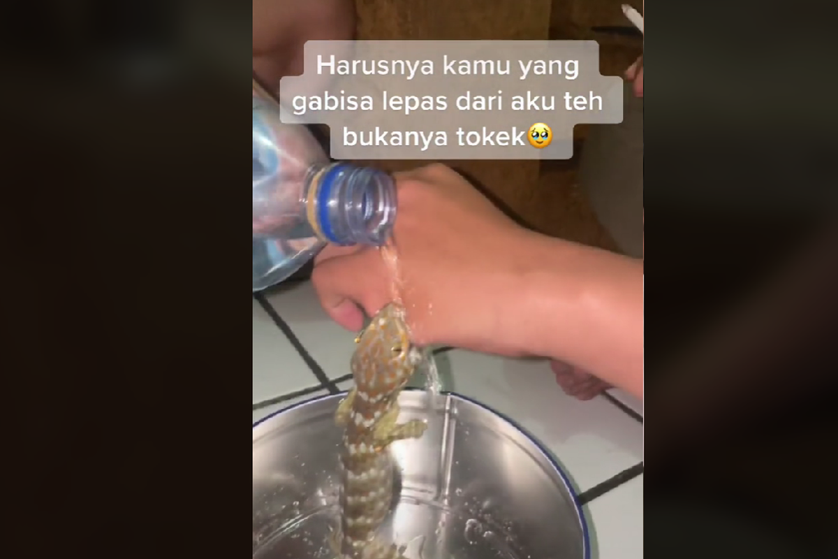 Viral, Video Digigit Tokek Tak Mau Lepas, Apa yang Harus Dilakukan?