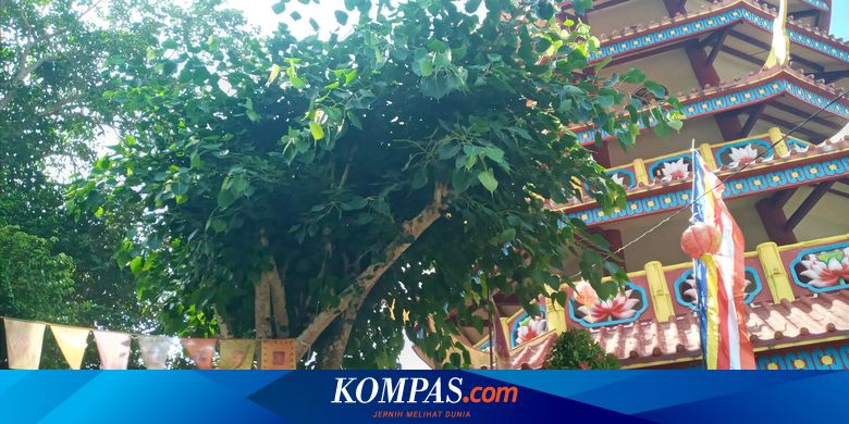 Melihat Pohon Bodhi, Tempat Buddha Bersemedi di Pagoda Nusantara Bangka