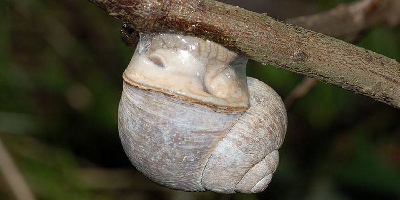 Estivasi: Hibernasi pada Musim Panas