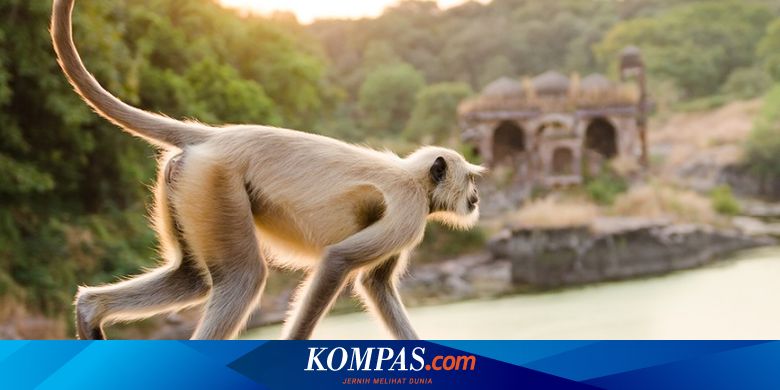 Apa yang Terjadi Jika Manusia Punya Ekor?