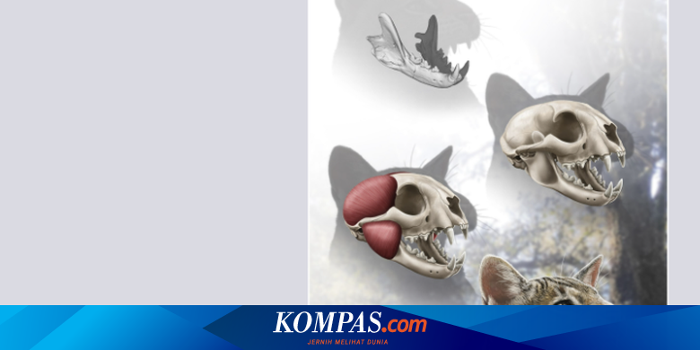 Spesies Baru Kucing Purba Ditemukan di Spanyol, Tubuh Kecil tapi Mampu ...