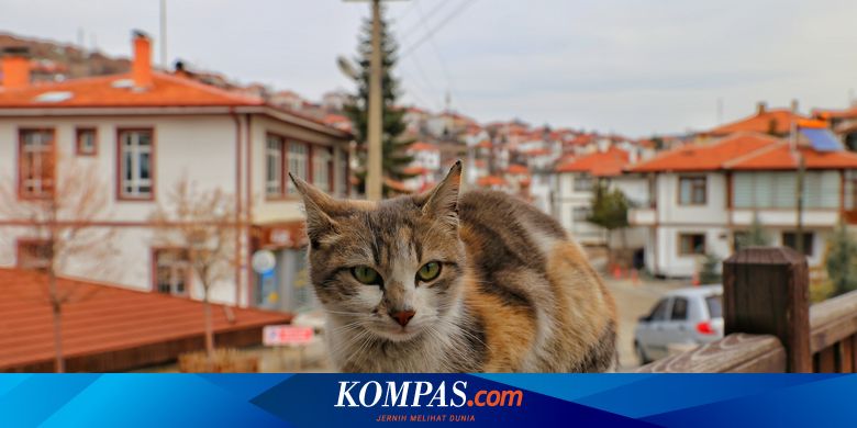Cara Mengusir Kucing Liar dari Atap Rumah