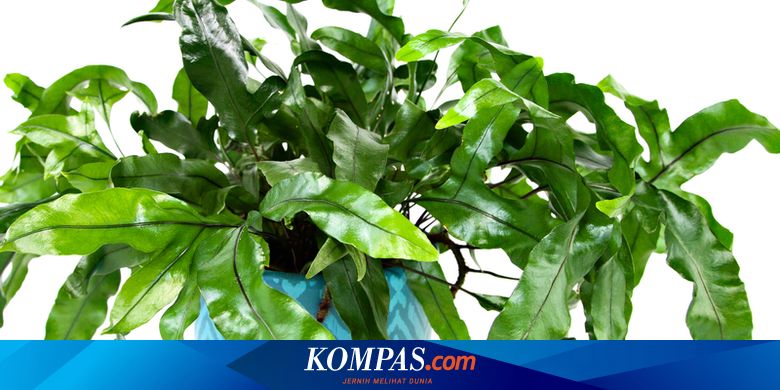 7 Manfaat Tanaman Pakis Sarang Burung untuk Rumah