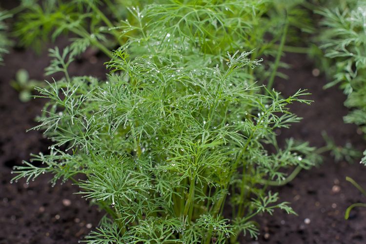 7 Tanaman Herbal yang Mudah Ditanam di Kebun, Cocok untuk Pemula