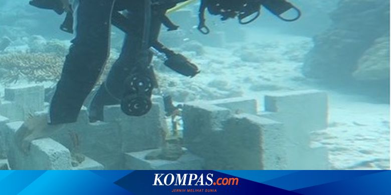 Lindungi Bambu Laut dengan Teknologi Wahana Restorasi, Peneliti ...