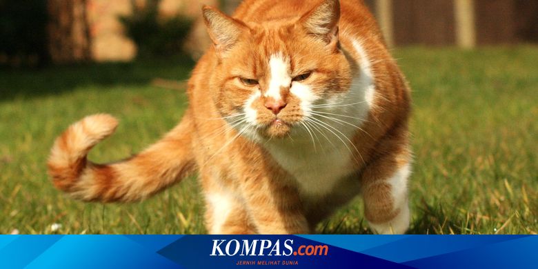 Berita Harian Kucing-berlari Terbaru Hari Ini - Kompas.com