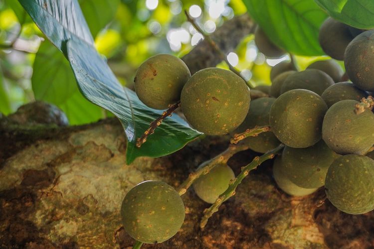 Foto Kenali Ini Karakteristik Tanaman Duku Dari Batang Sampai Buah Porn Sex Picture